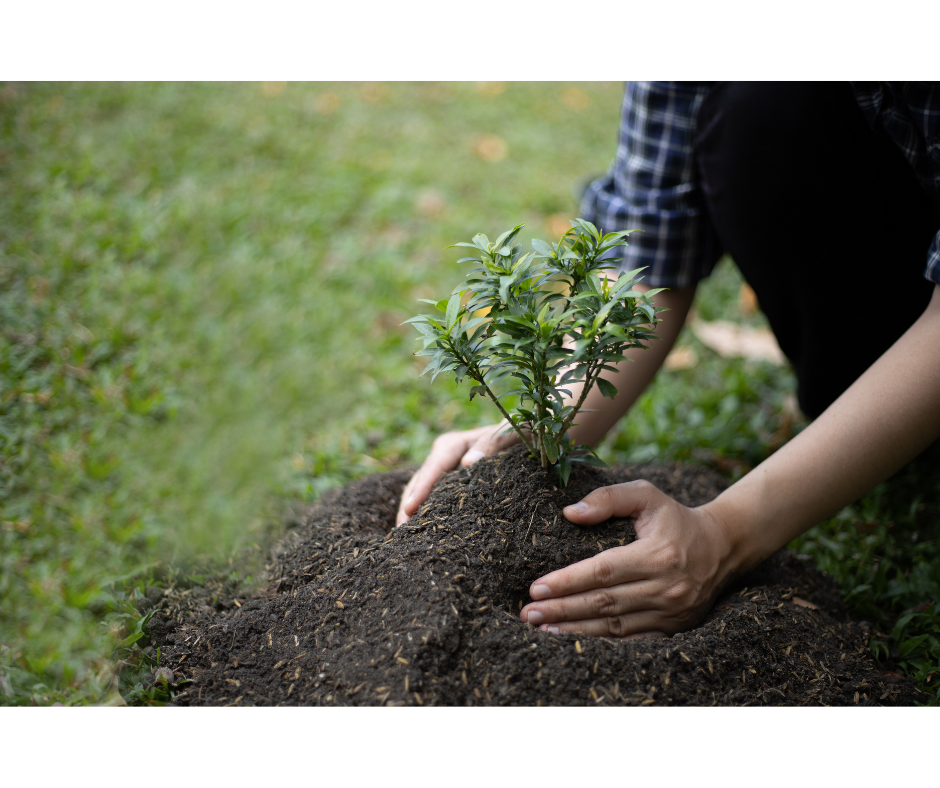 Over 300 trees planted | Rendez-Vous Nissan Tree Planting Program